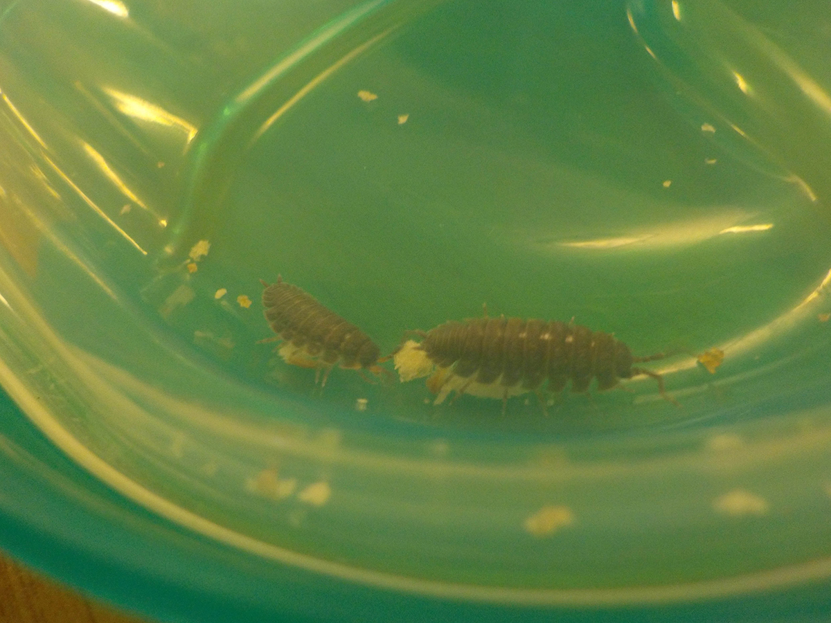 Bugs and Bubbles - Sharp Shots Photo Club