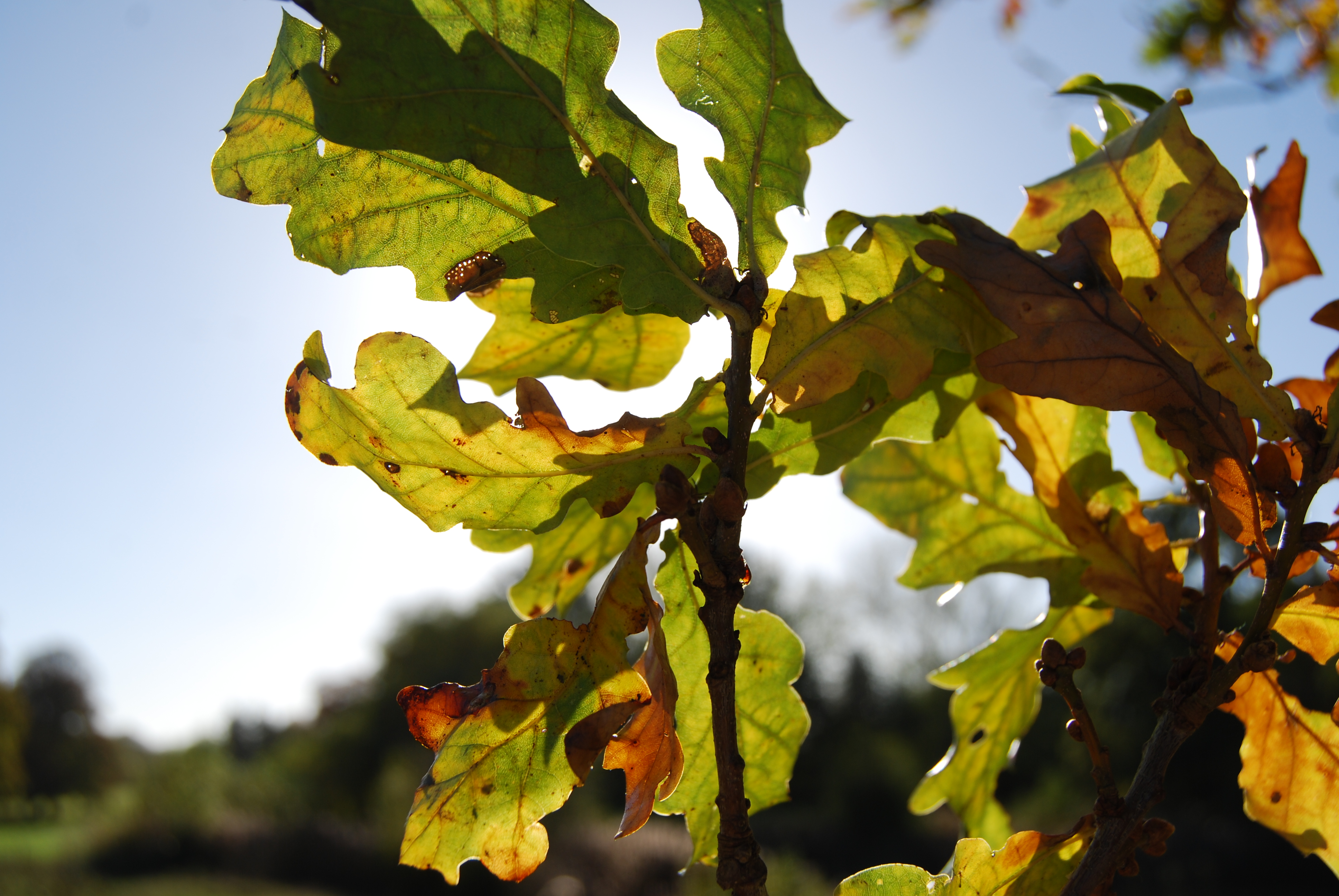 Capturing Autumn Colours - Sharp Shots Photo Club