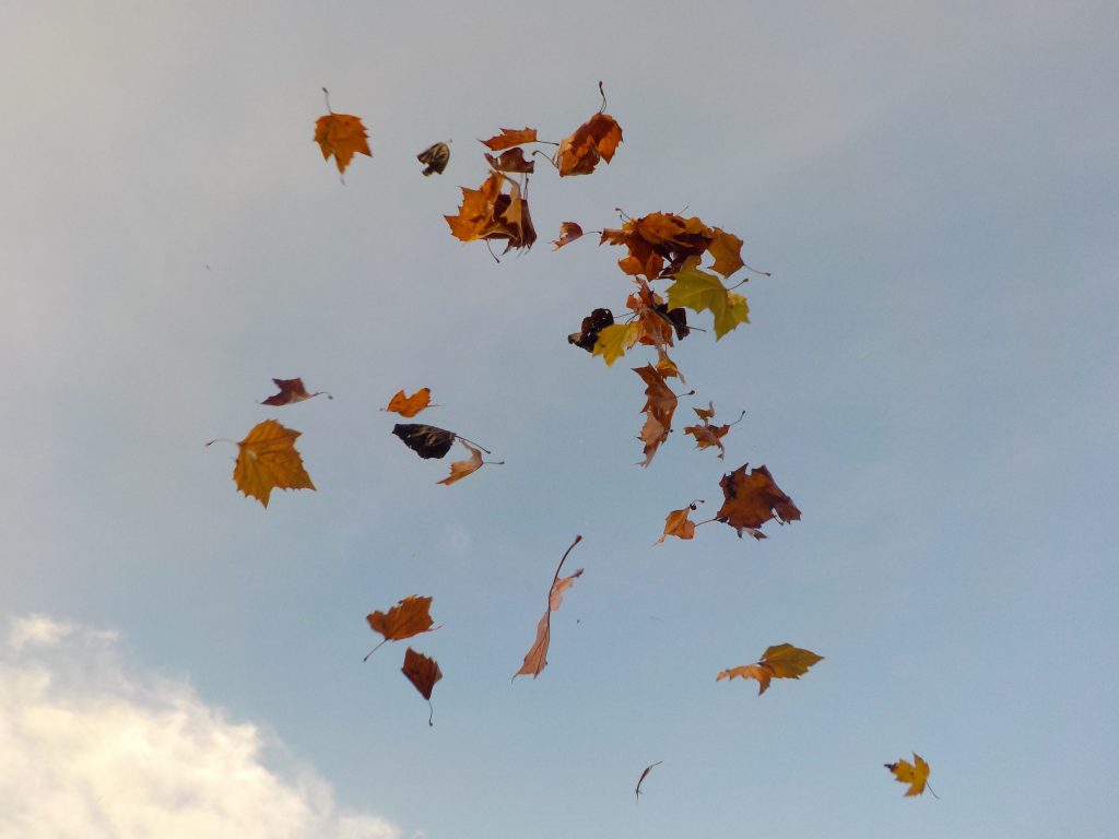 Photographing Autumn - Sharp Shots Photo Club