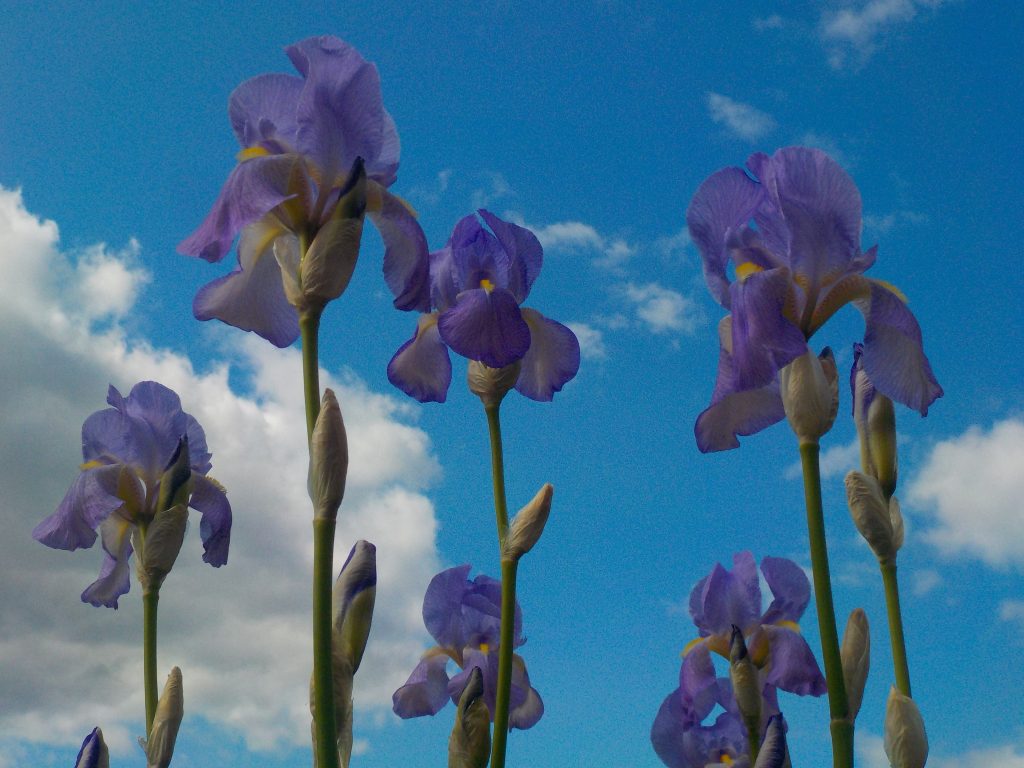 Photographing Summer Sun - Sharp Shots Photo Club